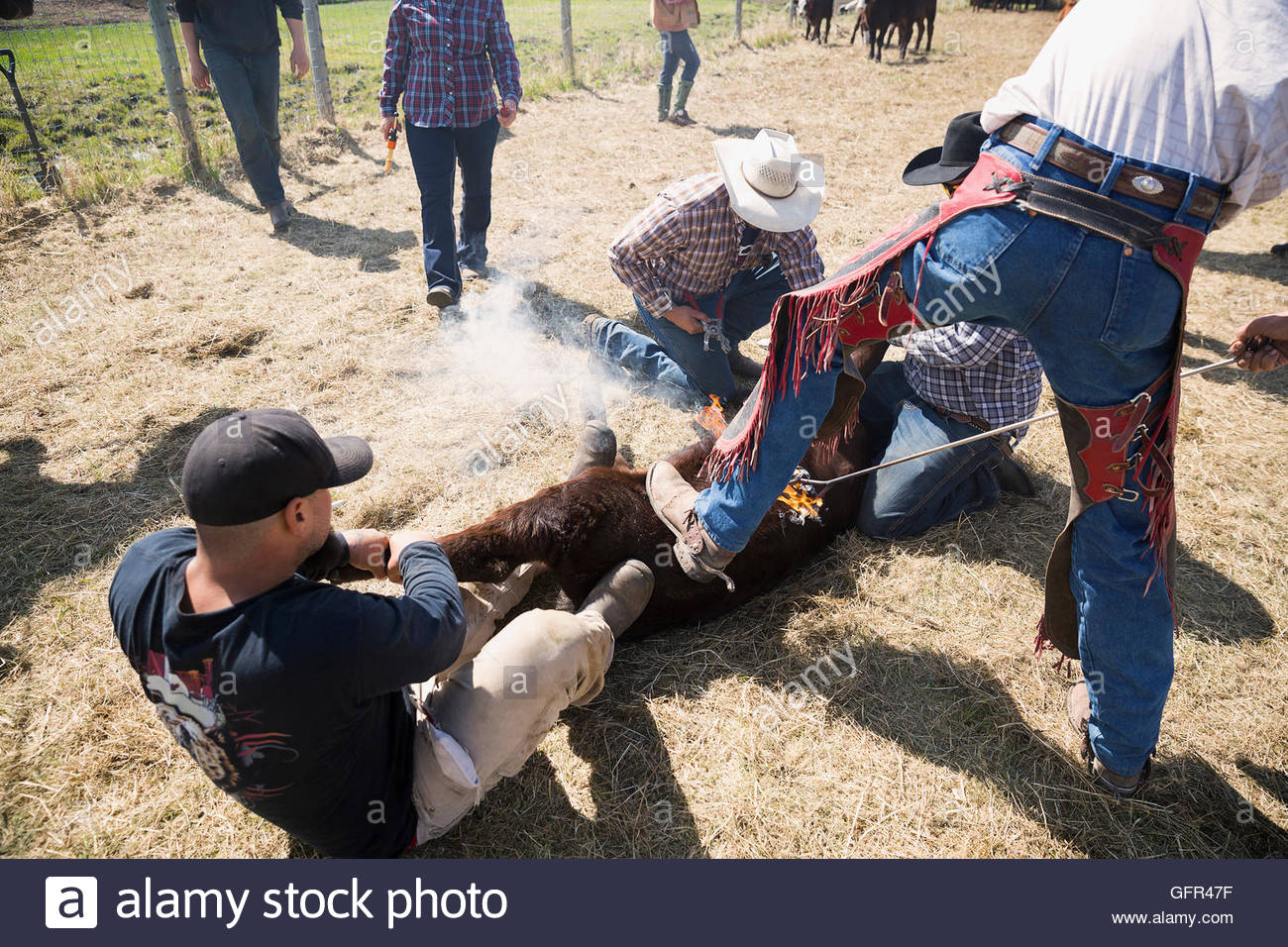 Cowboy branding cow branding iron hi-res stock photography and images ...