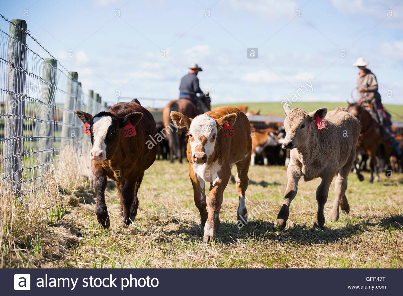 Running cattle hi-res stock photography and images - Alamy