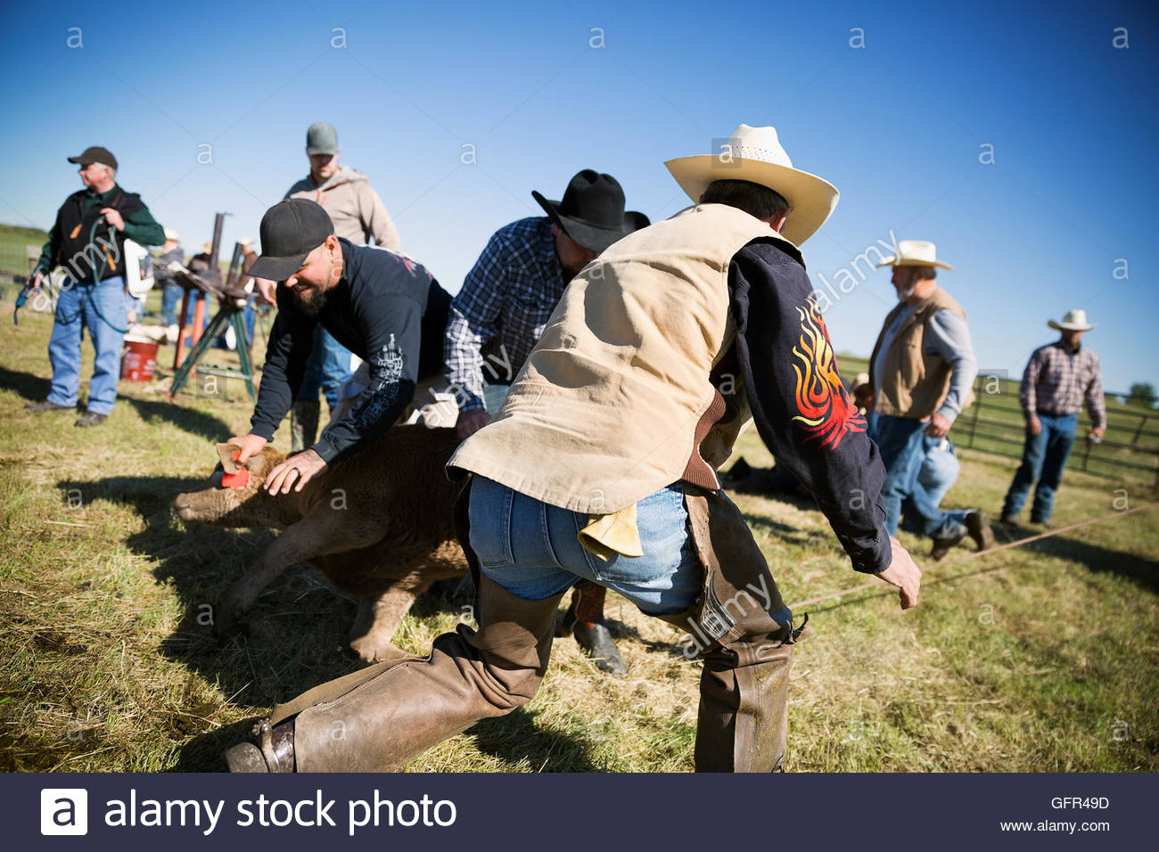 Cowboy lassoing cattle hi-res stock photography and images - Alamy