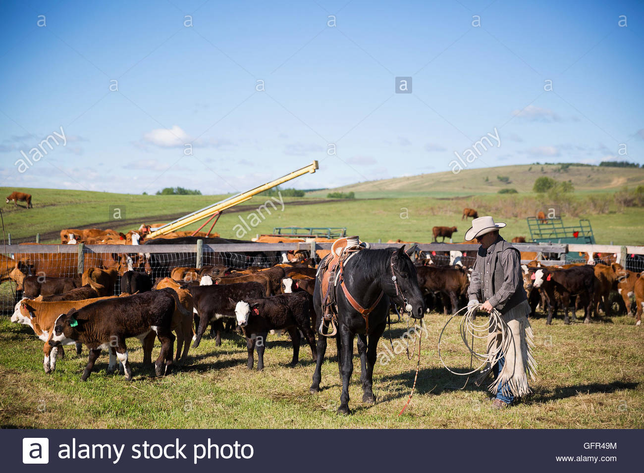 Cattle rancher with horse and cows on sunny ranch Stock Photo - Alamy