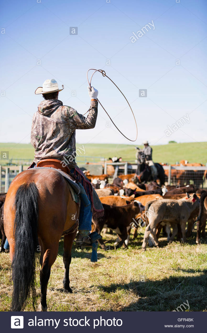 Rancher Herding Cattle Stock Photos & Rancher Herding Cattle Stock ...