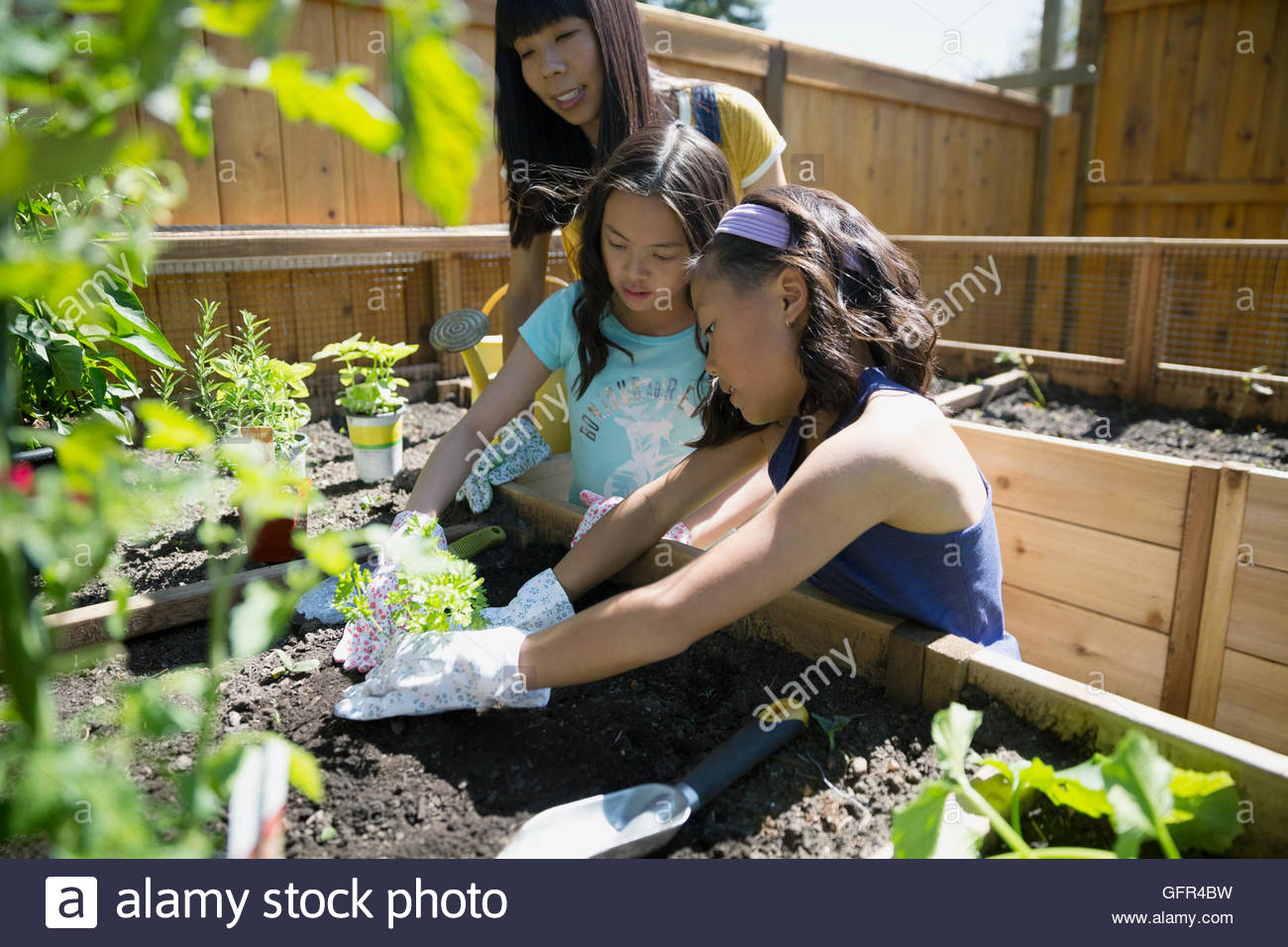 Planting vegetables hi-res stock photography and images - Alamy