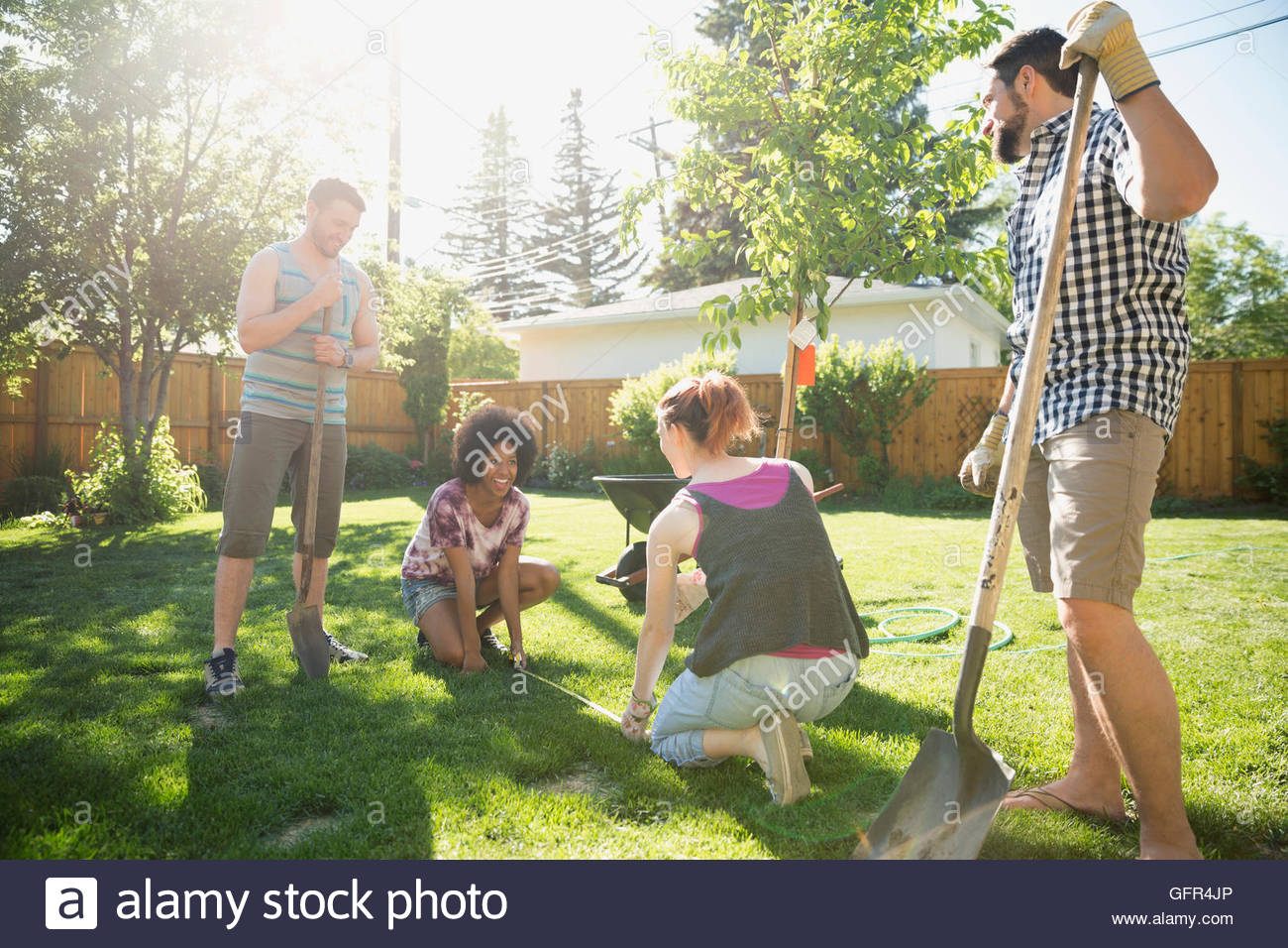Friends measuring for tree planting in sunny backyard Stock Photo - Alamy