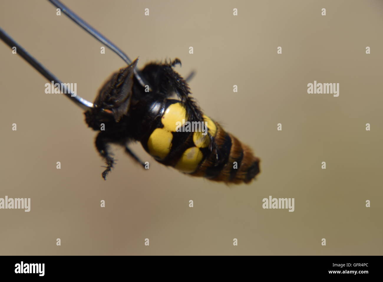 Megascolia maculata. The mammoth wasp. Wasp on Scola giant tweezers ...