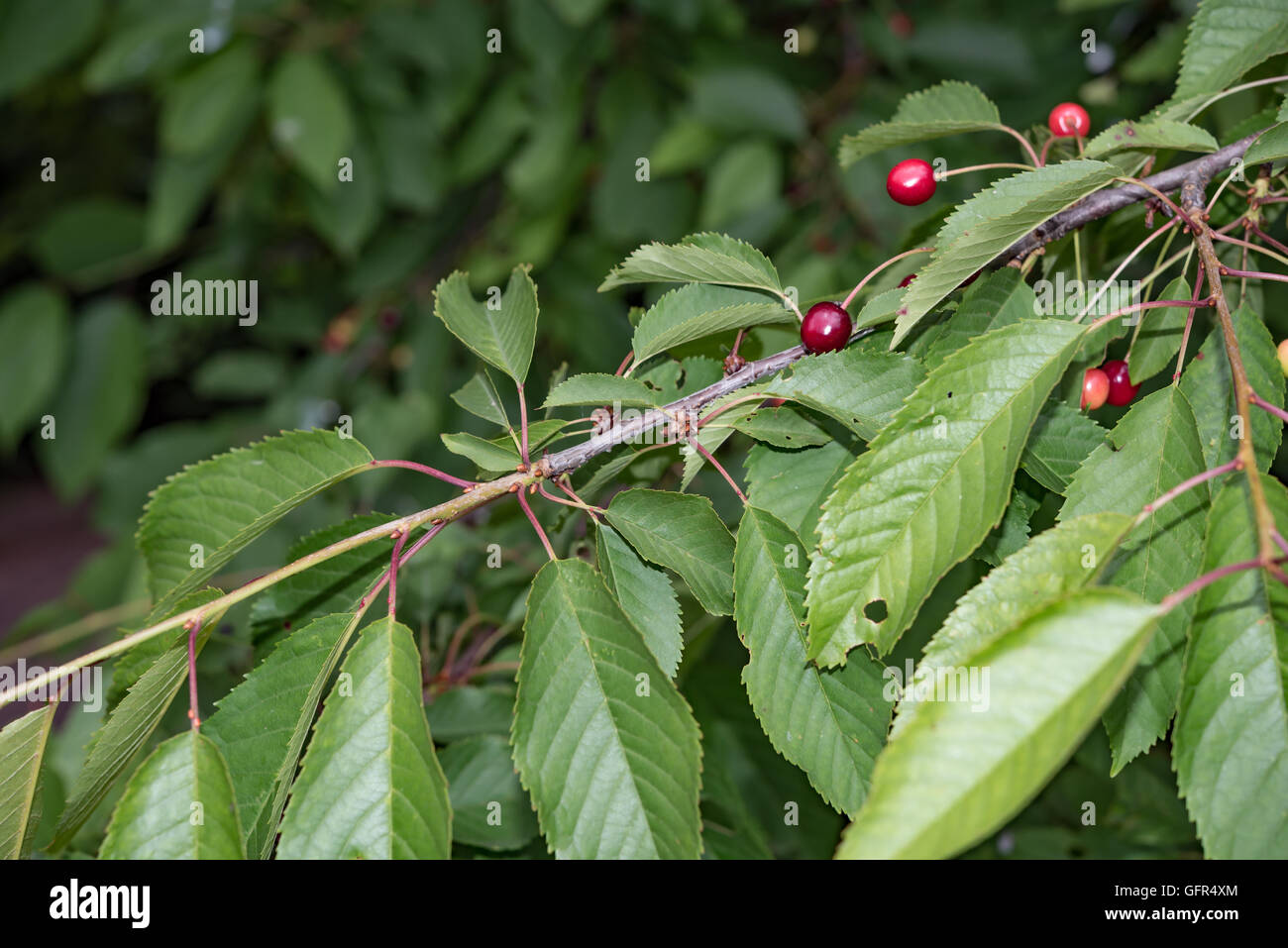 Cherries hanging on a cherry tree branch Stock Photo - Alamy