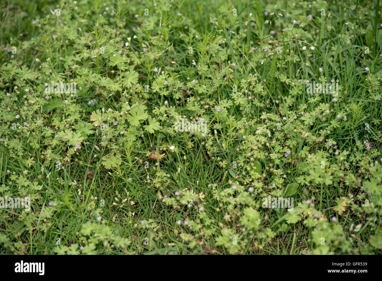 flowers in green grass close up Stock Photo - Alamy