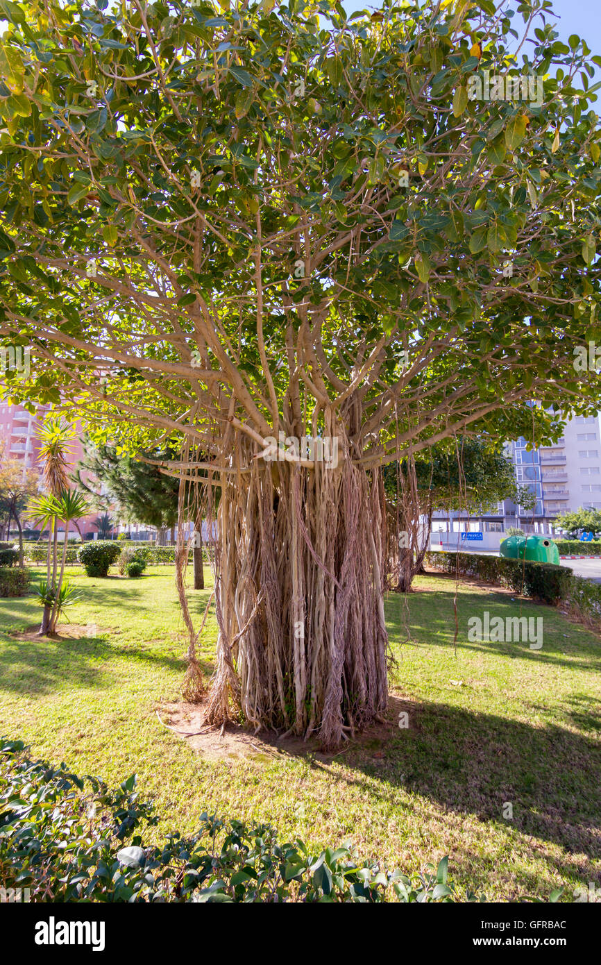 Roots in park hi-res stock photography and images - Alamy