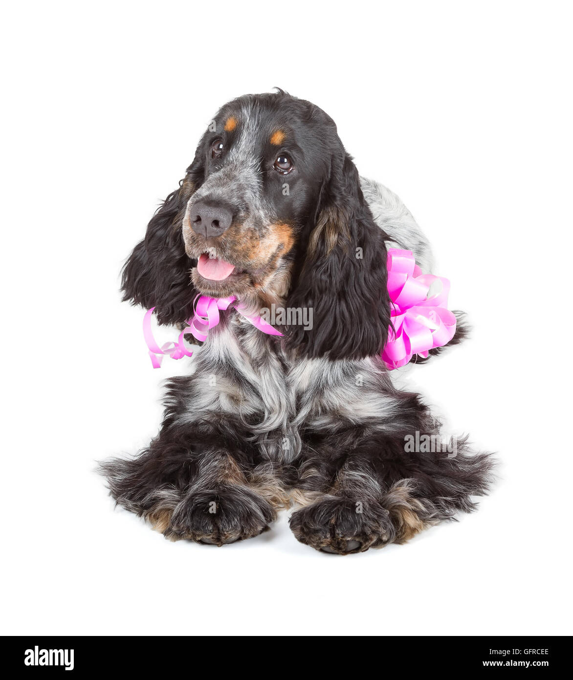 Spaniel dog bow; Cut Out Stock Images & Pictures - Alamy