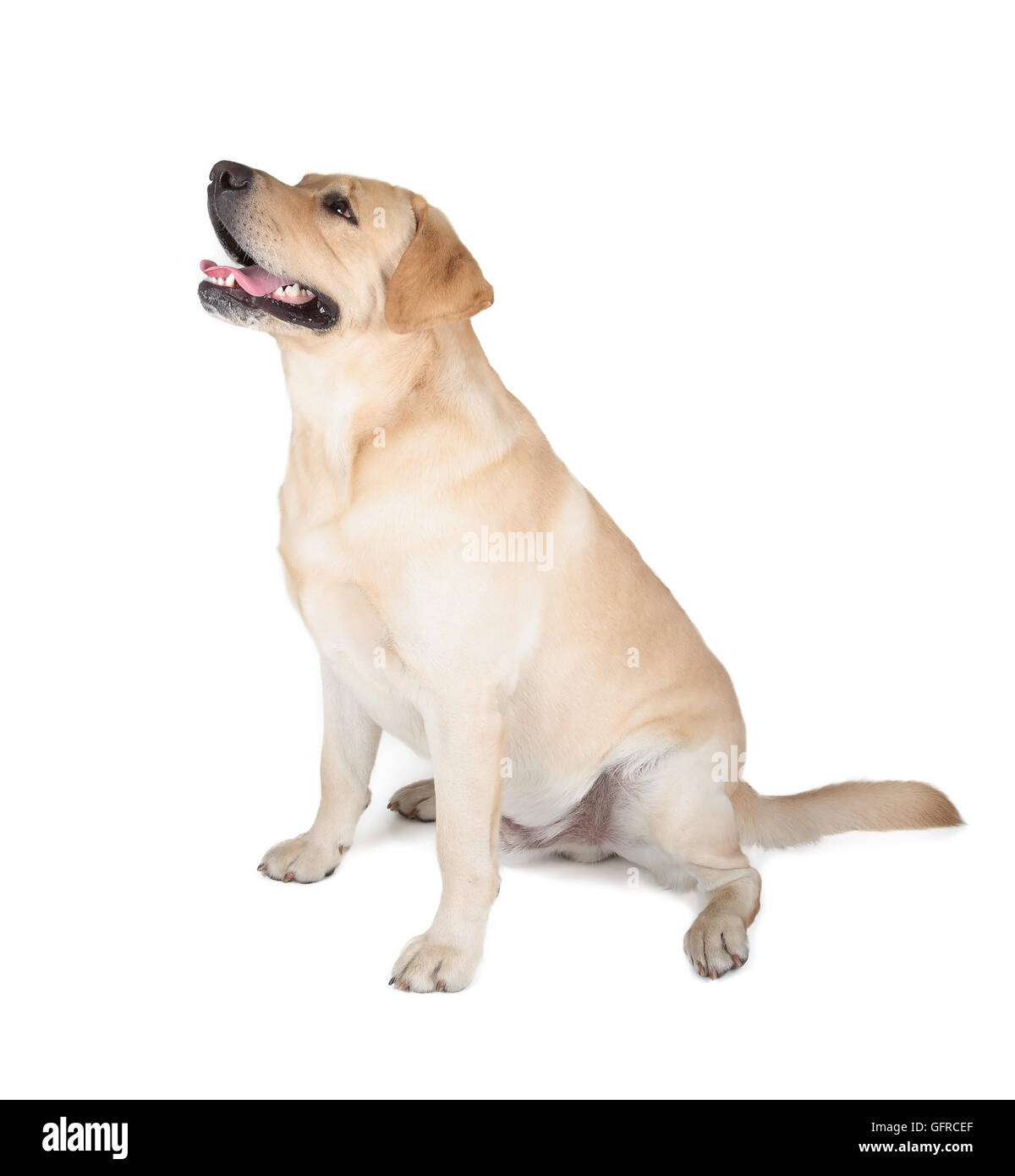 Cute Yellow Labrador Retriever dog sitting isolated on white Stock ...