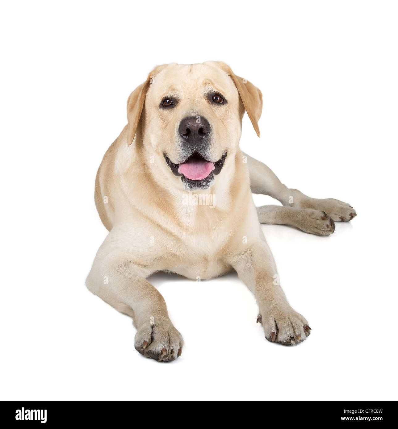 Cute Yellow Labrador Retriever dog smiling isolated on white background ...