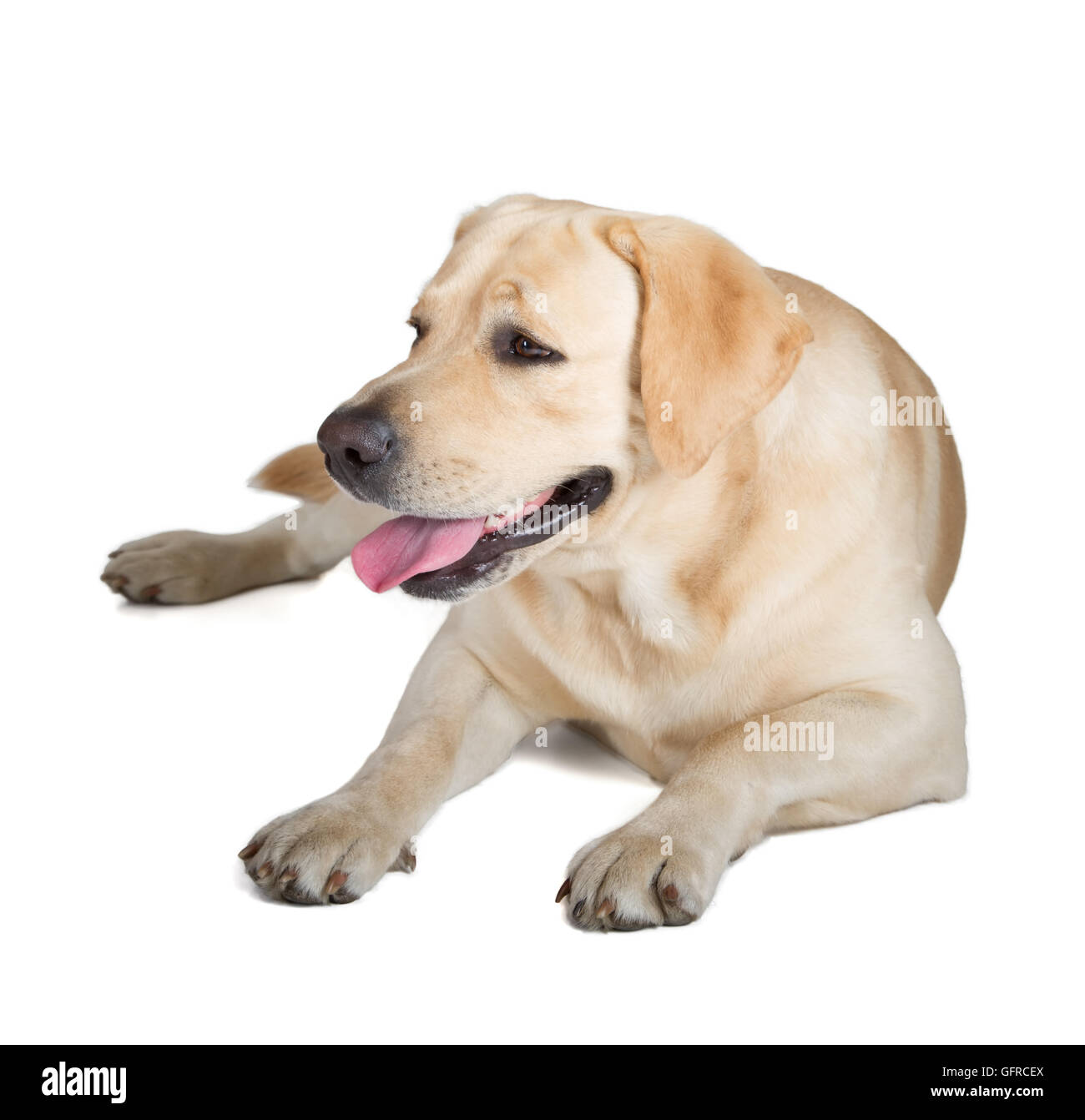 Lab dog Cut Out Stock Images & Pictures - Alamy