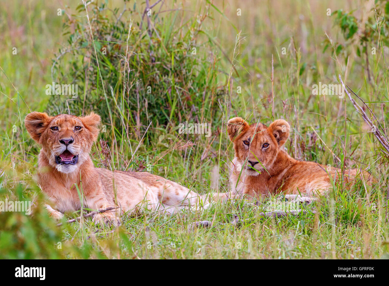 Two Lions Cubs Stock Photos & Two Lions Cubs Stock Images - Alamy