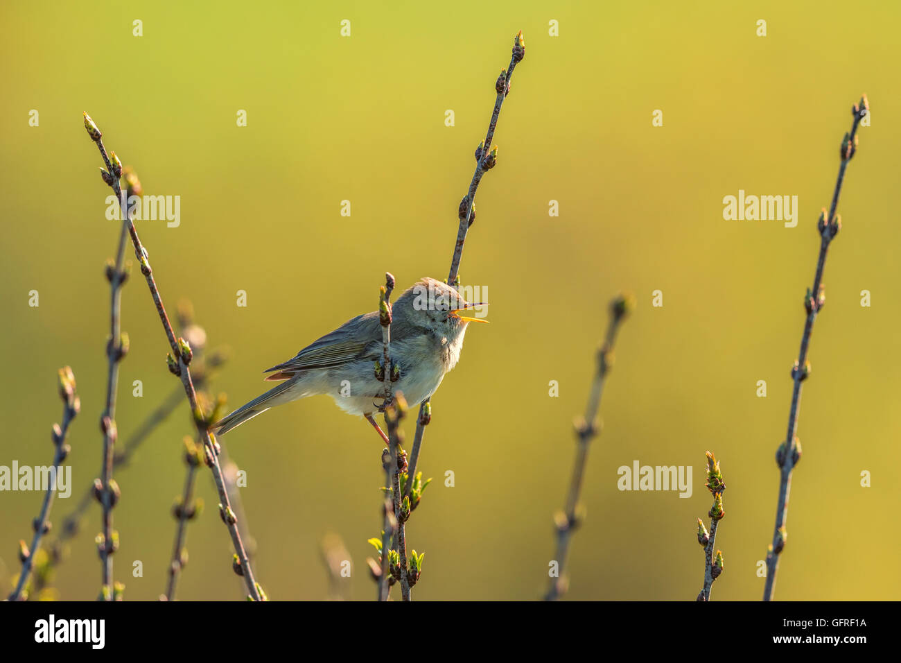 Willow warbler singing from a branch Stock Photo - Alamy