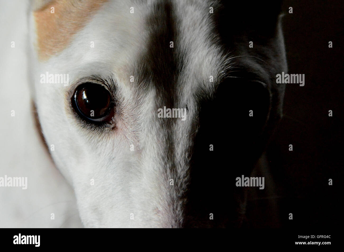Close in on a spanish Galgo dog's face in sidelight Stock Photo - Alamy
