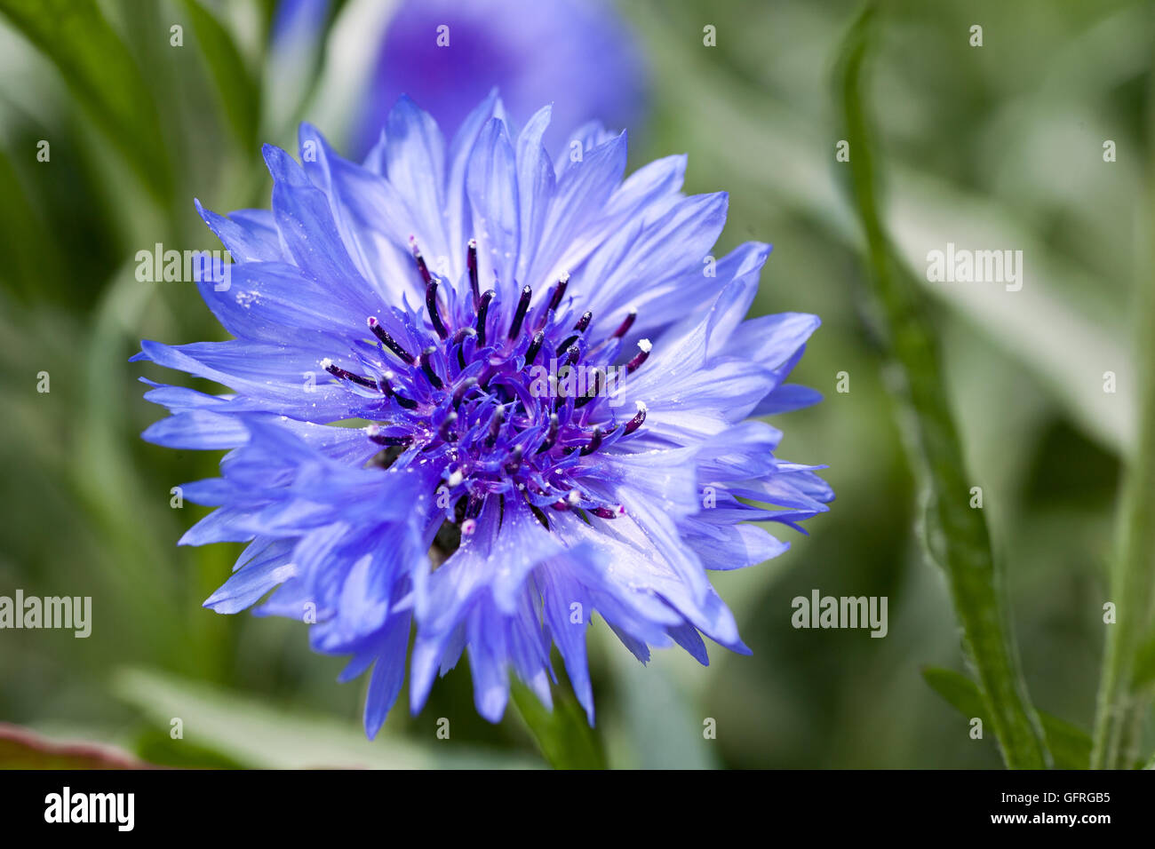Centaurea asteraceae hi-res stock photography and images - Alamy