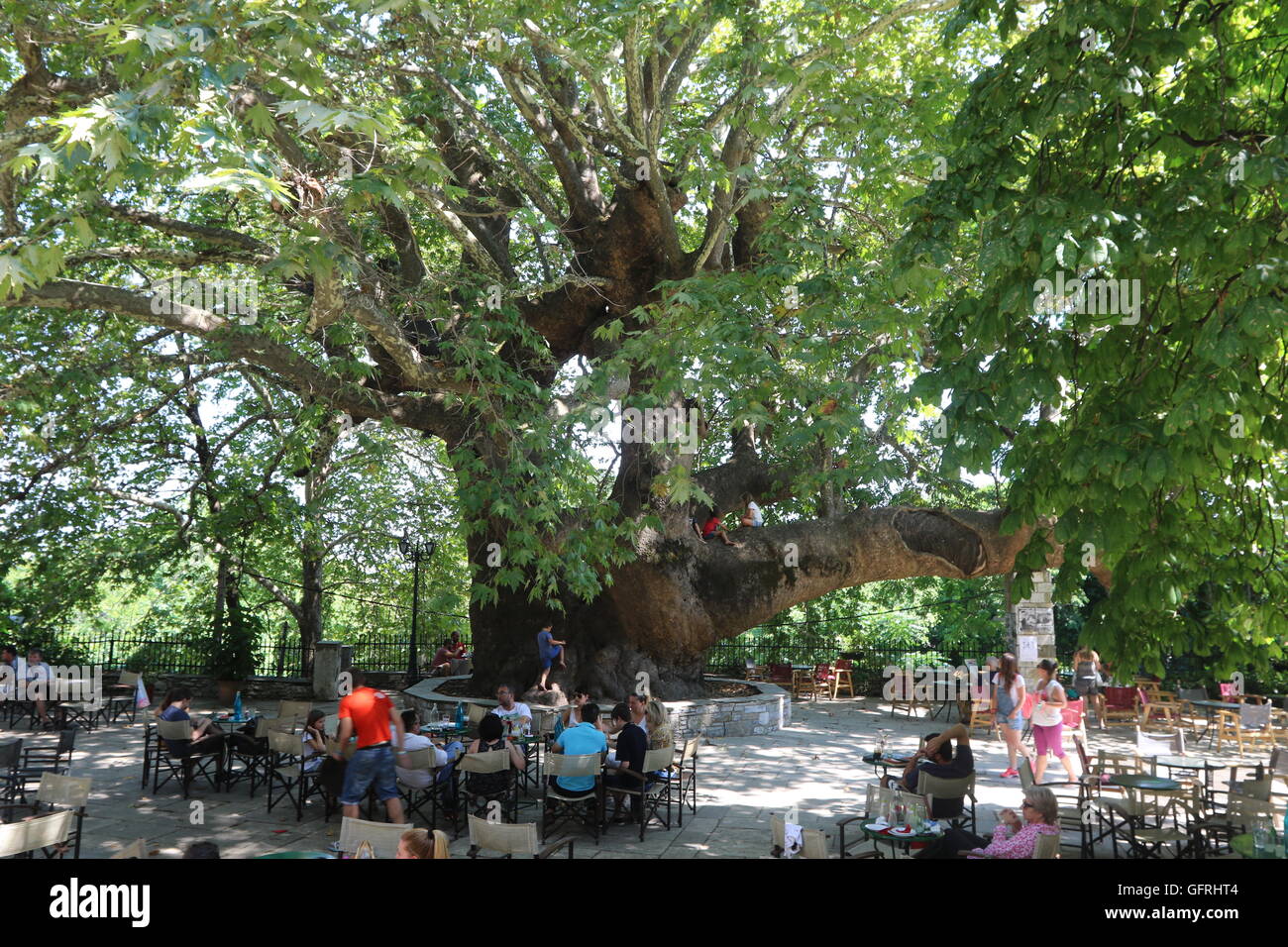 People enjoying summer around a very and large old plane tree in Agia ...