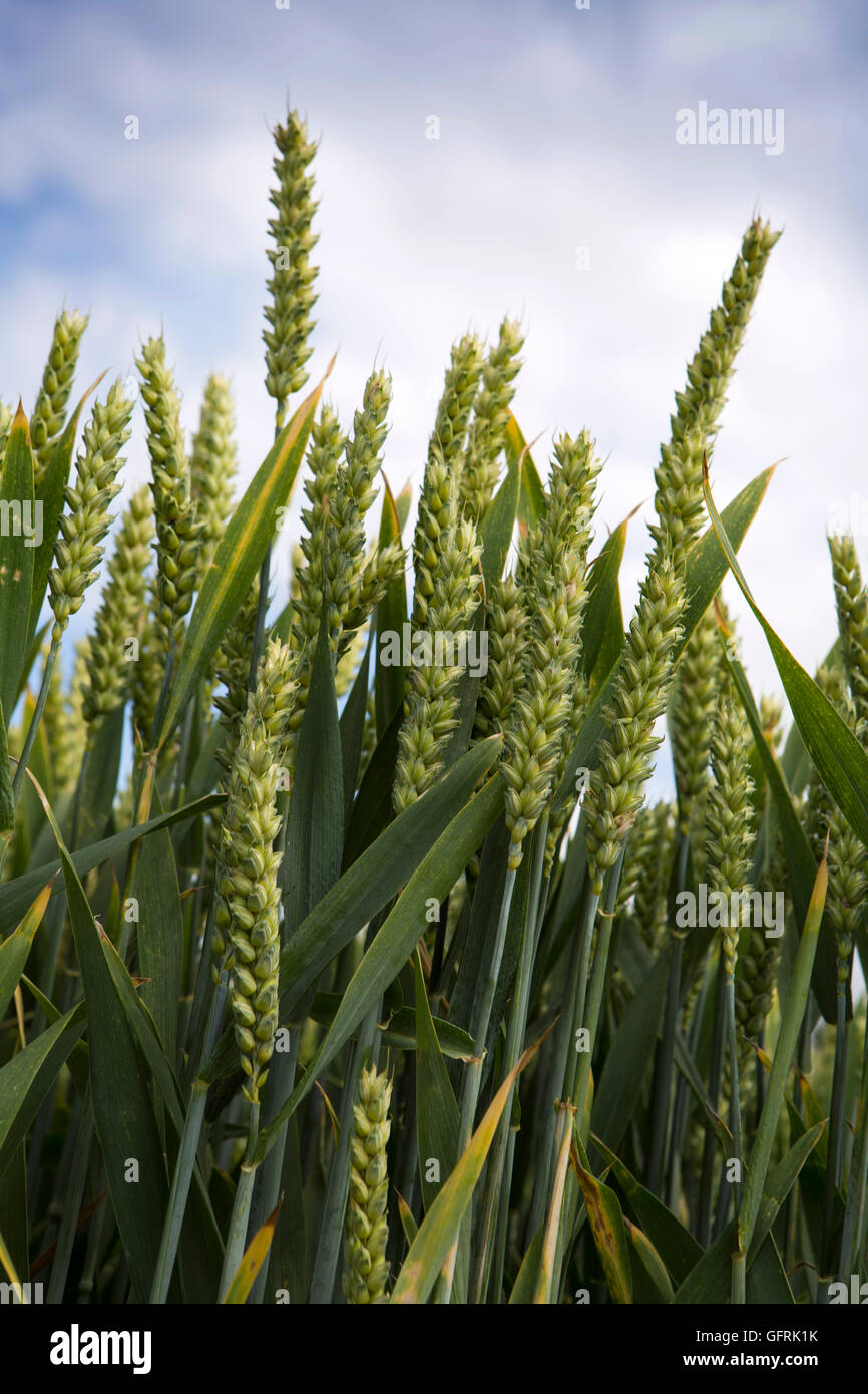 Uk farm crops hi-res stock photography and images - Alamy