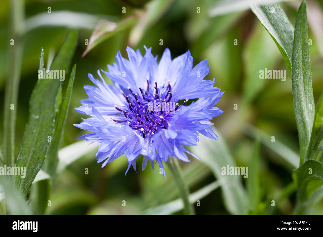 Centaurea cyanus wild flower hi-res stock photography and images - Alamy