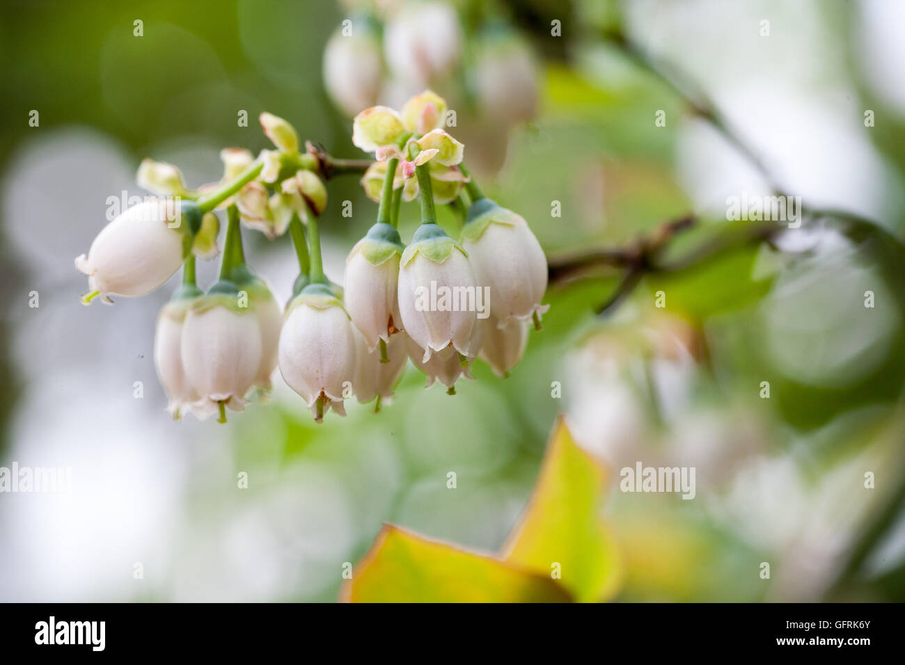 Flower of blueberry in full bloom Stock Photo - Alamy