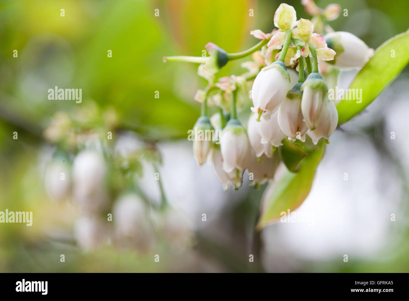 Flower of blueberry in full bloom Stock Photo - Alamy
