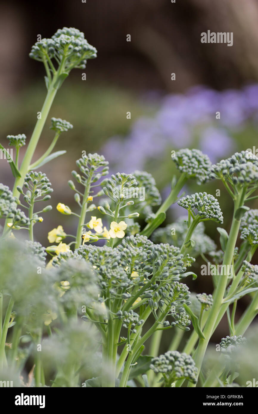 Flower of broccoli on farm Stock Photo - Alamy