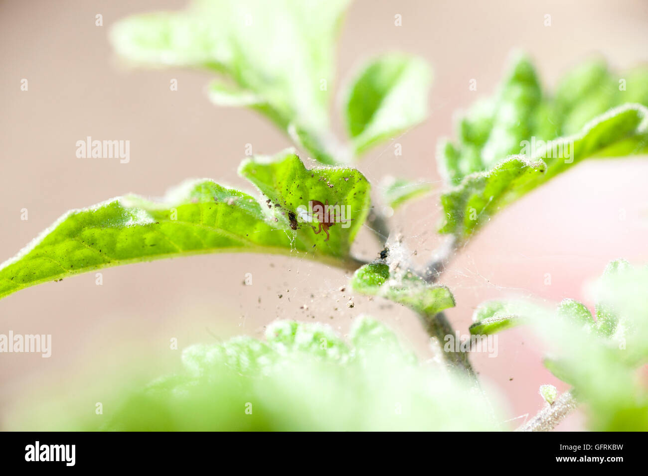 Red spider mites hi-res stock photography and images - Alamy