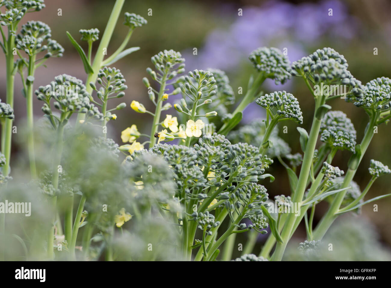 Flower of broccoli on farm Stock Photo - Alamy