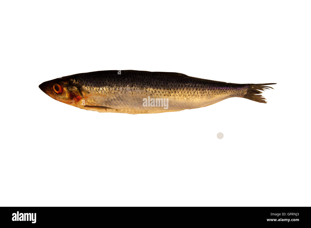 Herring (clupeidae) Fish Stock Photo - Alamy