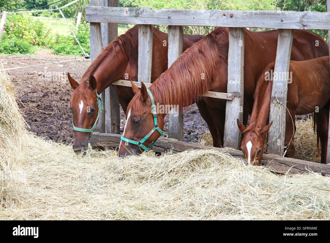 Anglo-arabian chestnut gidran horses eating hay at horse ranch ...