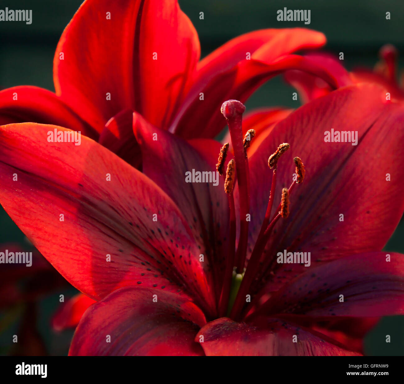 Deep red lily hi-res stock photography and images - Alamy