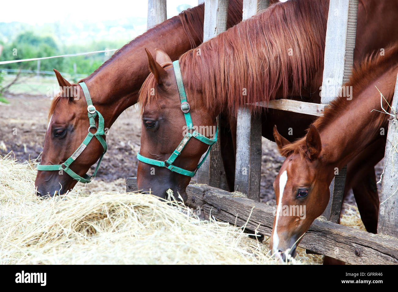 Horses sharing grass hi-res stock photography and images - Alamy
