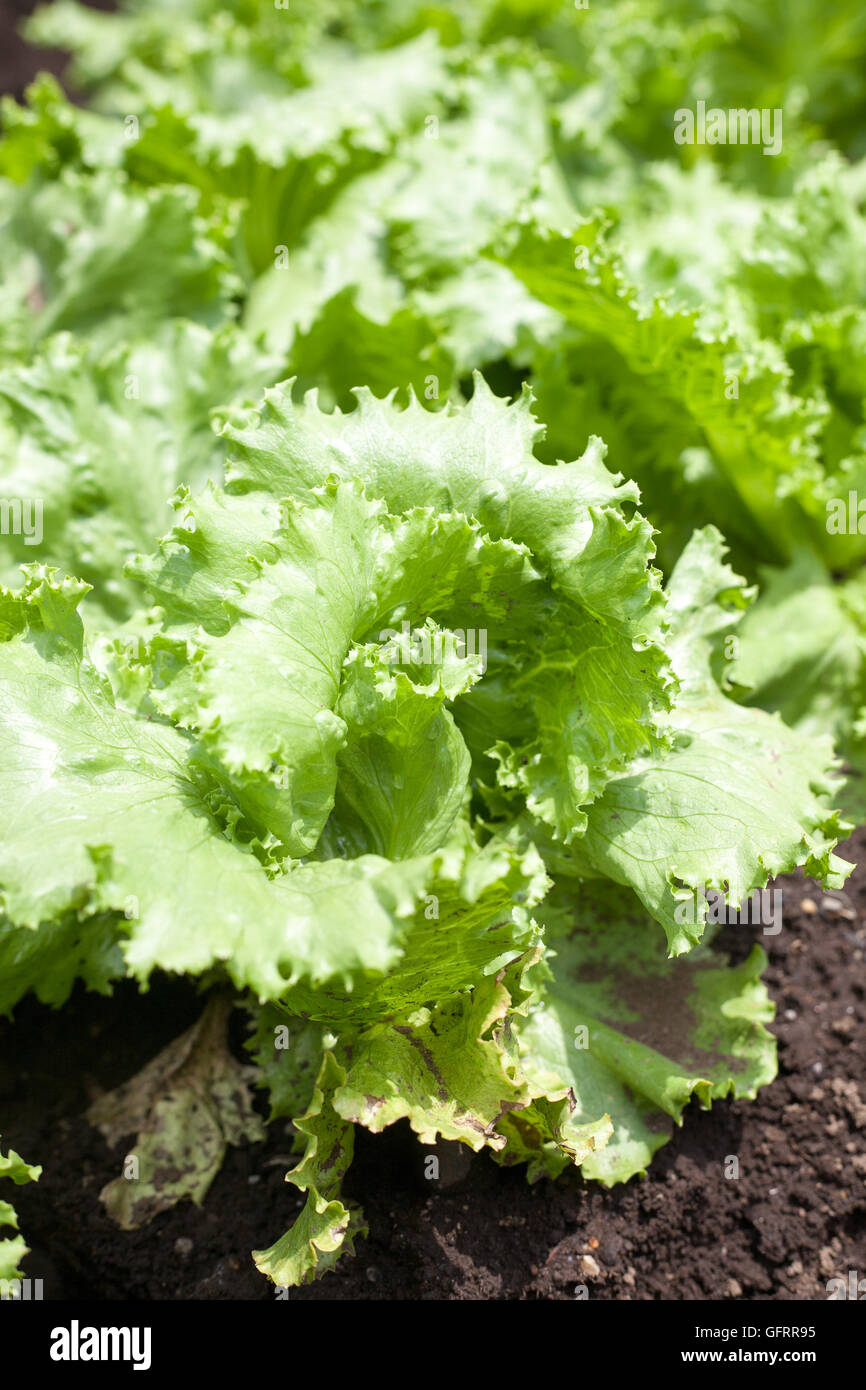 Harvesting lettuce on the farm Stock Photo - Alamy