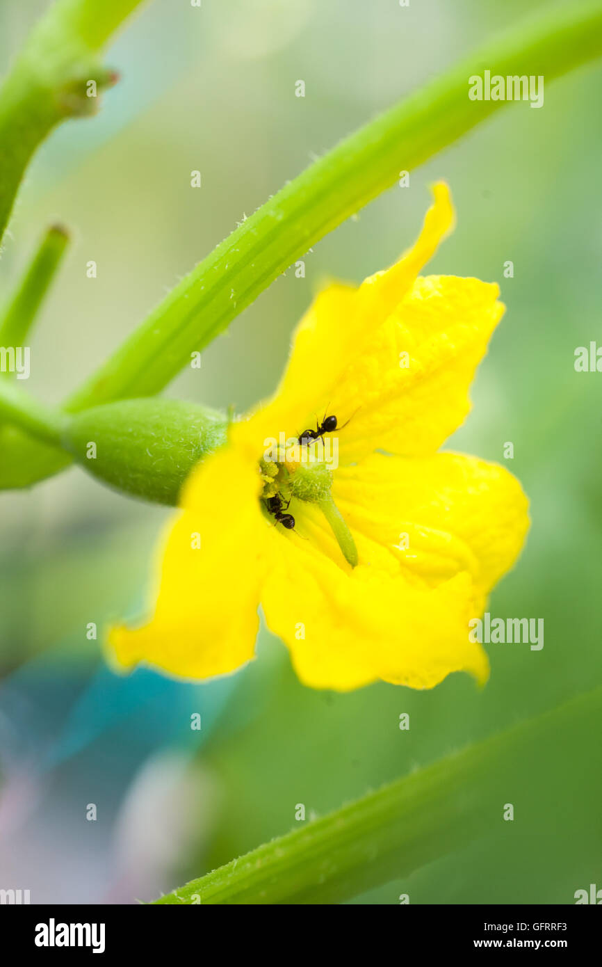 Hand pollination hi-res stock photography and images - Alamy