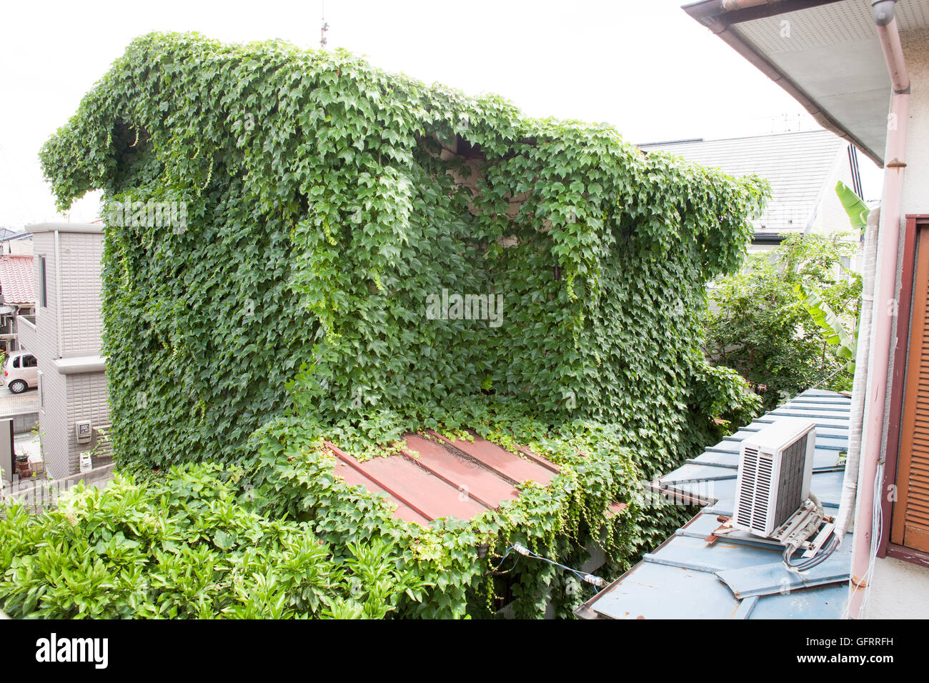 Tangle weeds hi-res stock photography and images - Alamy