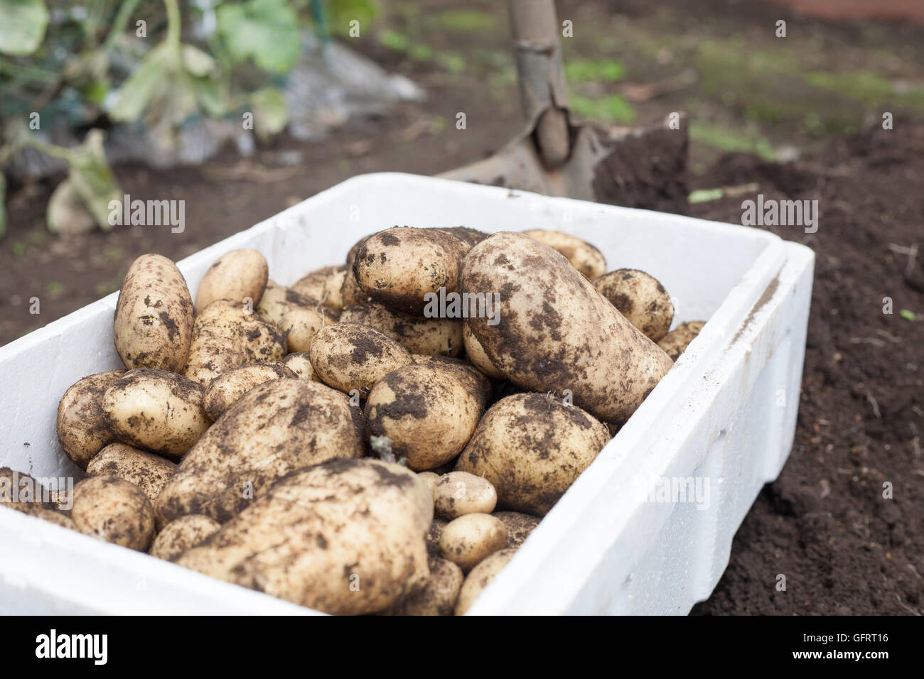Harvesting potatoes on the farm Stock Photo - Alamy