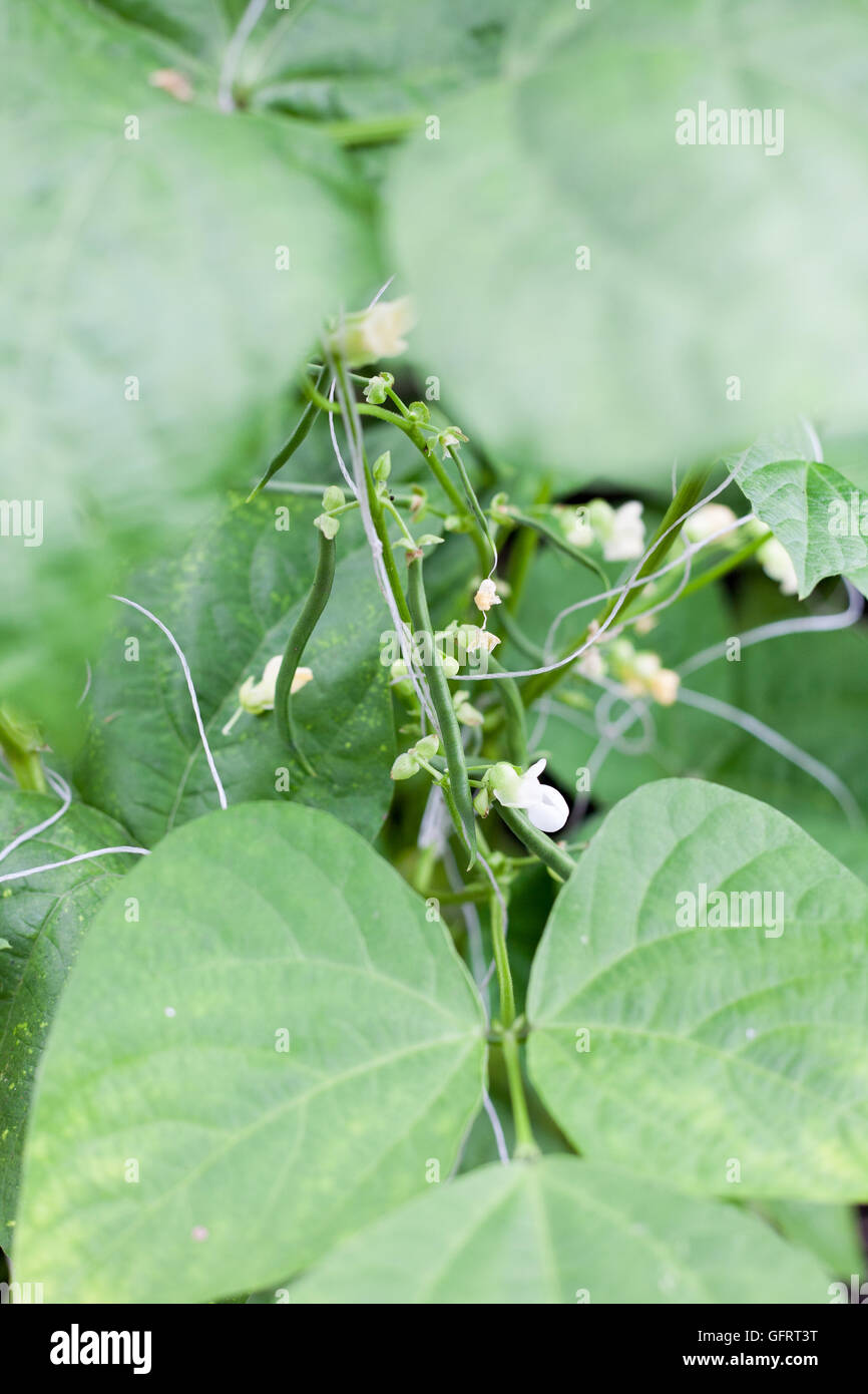 Harvesting kidney beans on the farm Stock Photo - Alamy