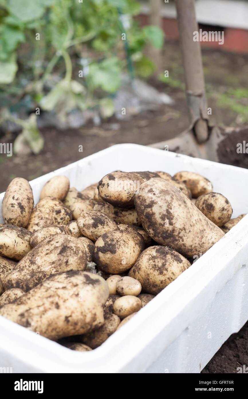 Harvesting potatoes on the farm Stock Photo - Alamy
