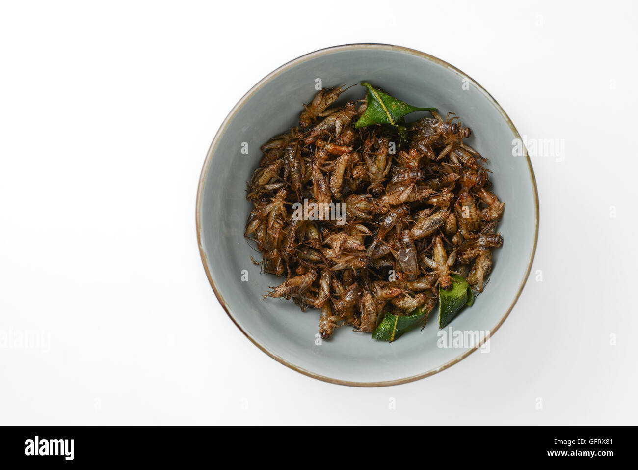 Weird insects hi-res stock photography and images - Alamy