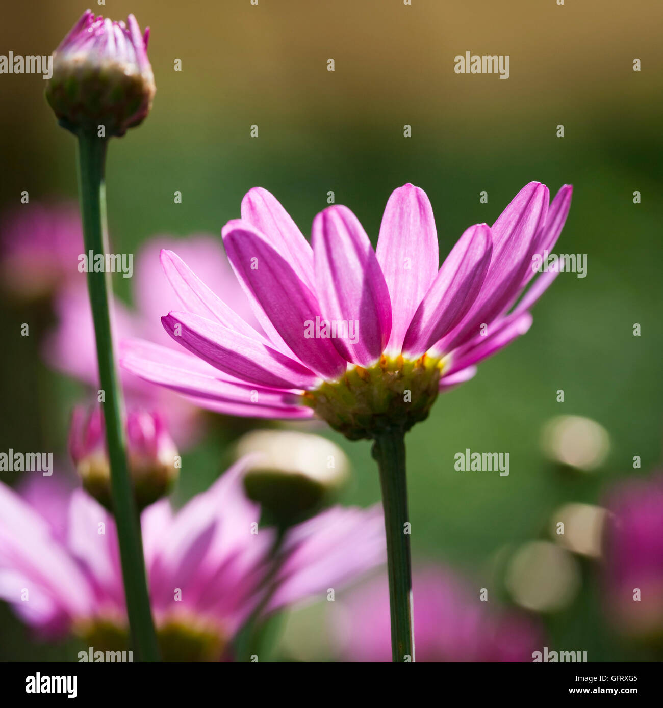 Argyranthemum frutescens marguerite paris daisy hi-res stock ...