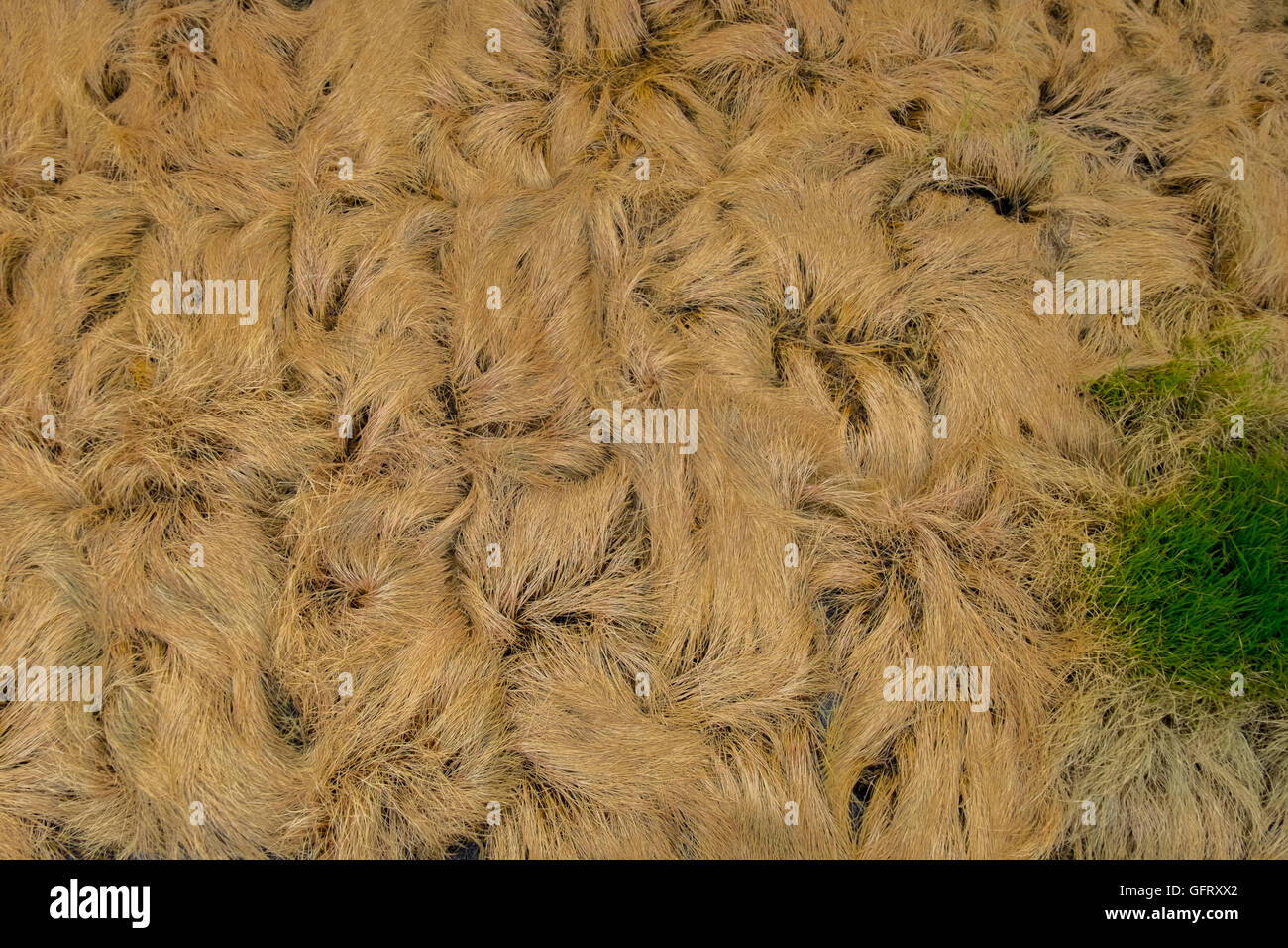 Rice harvested and dried for background Stock Photo - Alamy