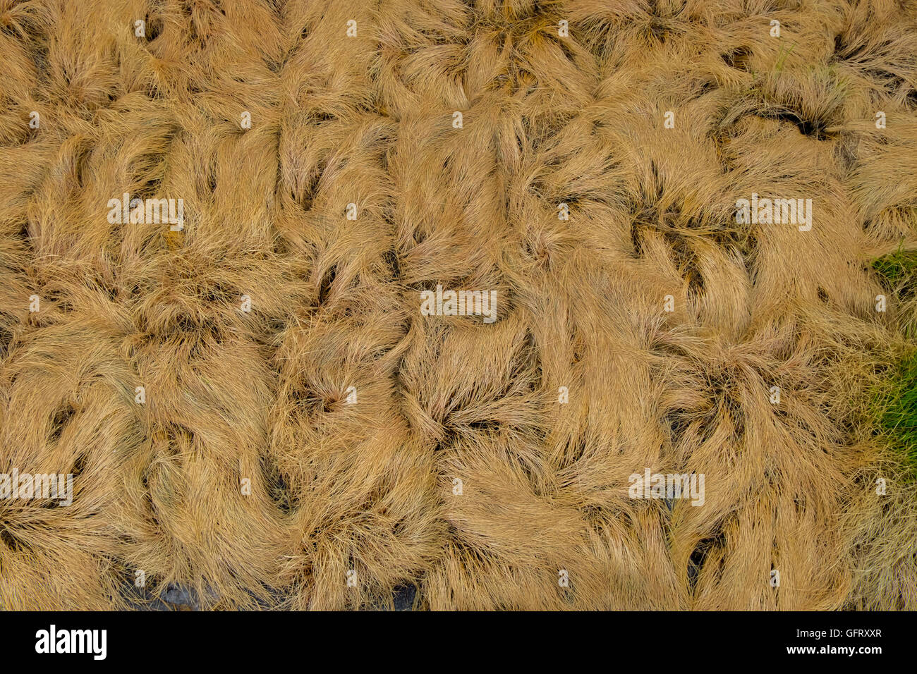 Rice harvested and dried for background Stock Photo - Alamy