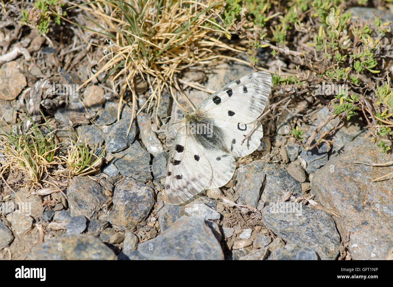 Apollo butterfly Parnassius apollo subsp nevadensis, Sierra nevada ...