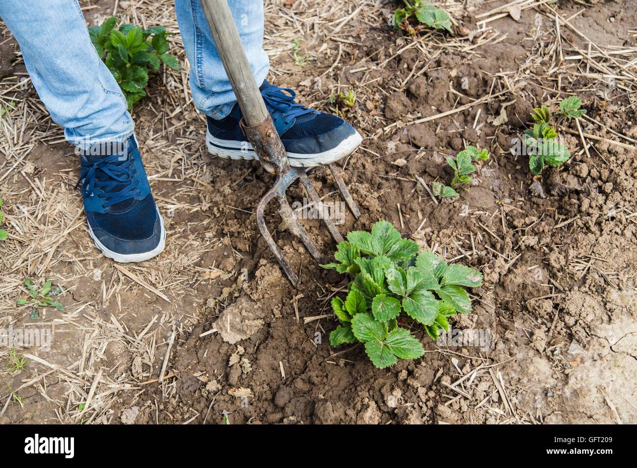 Digging spring soil with pitchfork Stock Photo - Alamy