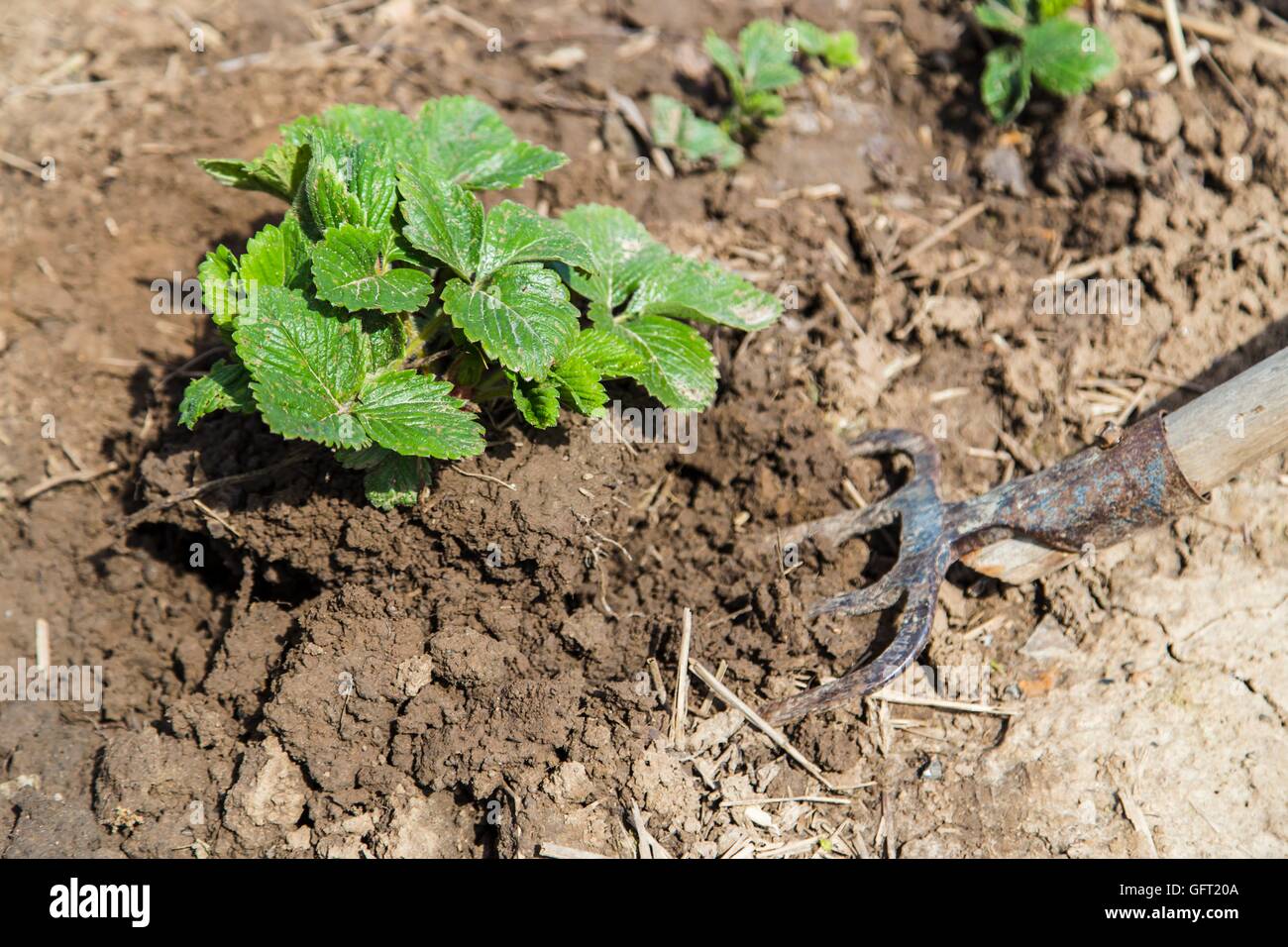 Gardening concept digging soil closeup hi-res stock photography and ...