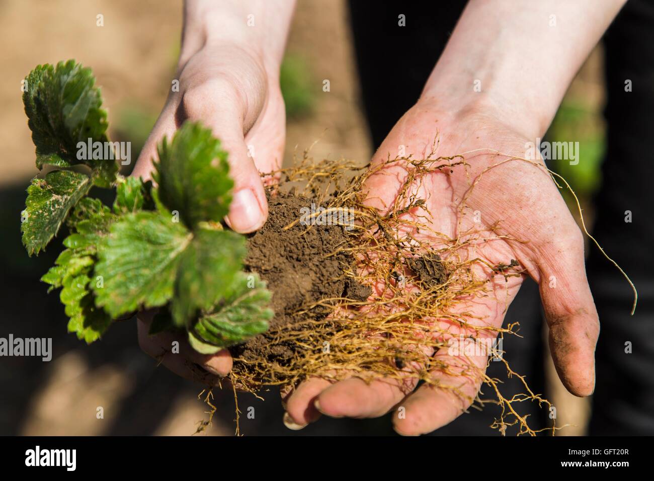 Strawberry plant roots hi-res stock photography and images - Alamy
