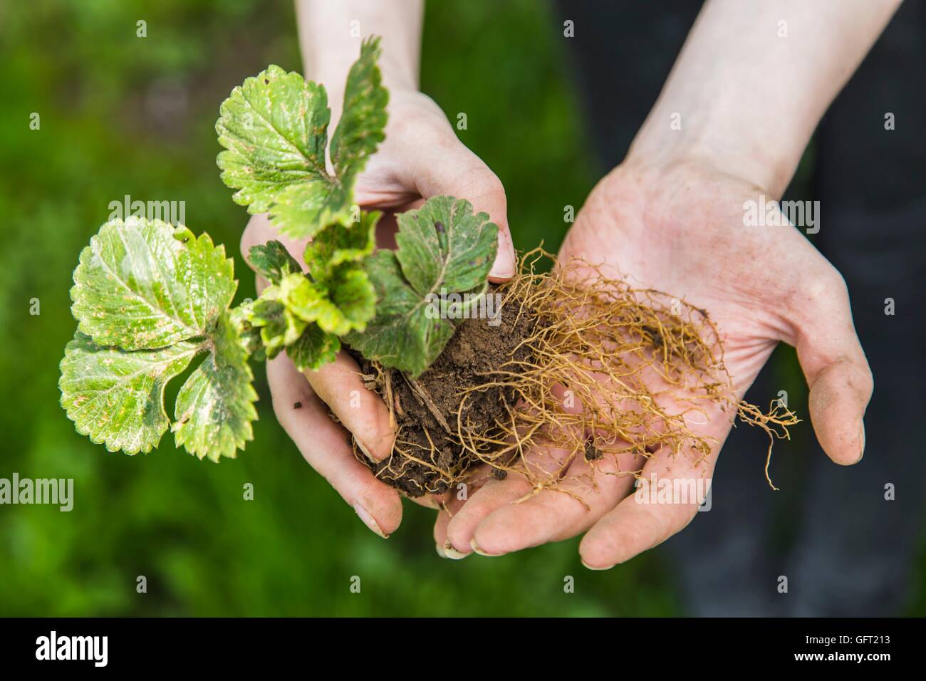 Woman show roots of strawberry bush Stock Photo - Alamy