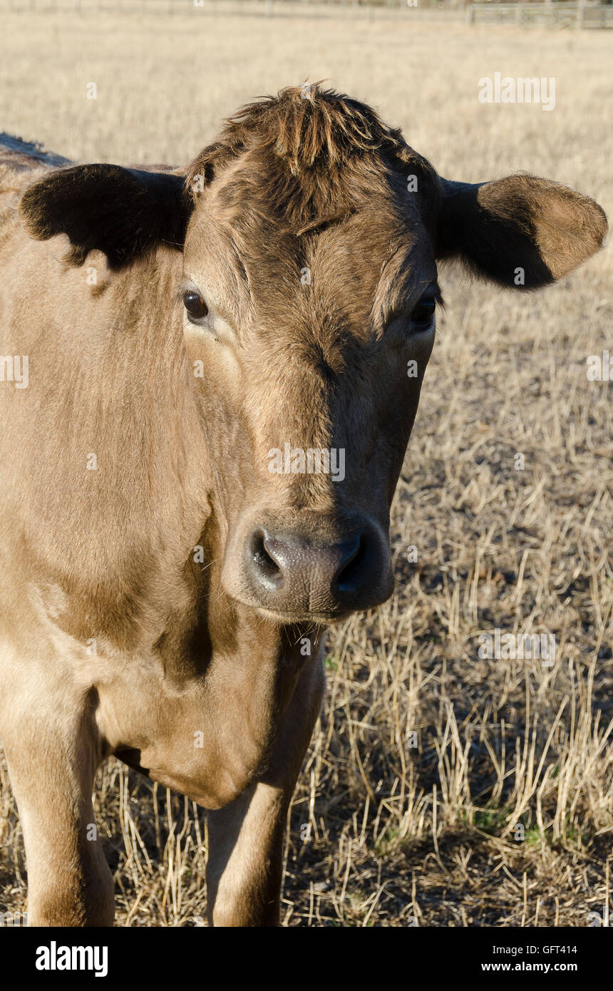 Steer at Hinakura Station, Wairarapa, North Island, New Zealand Stock ...