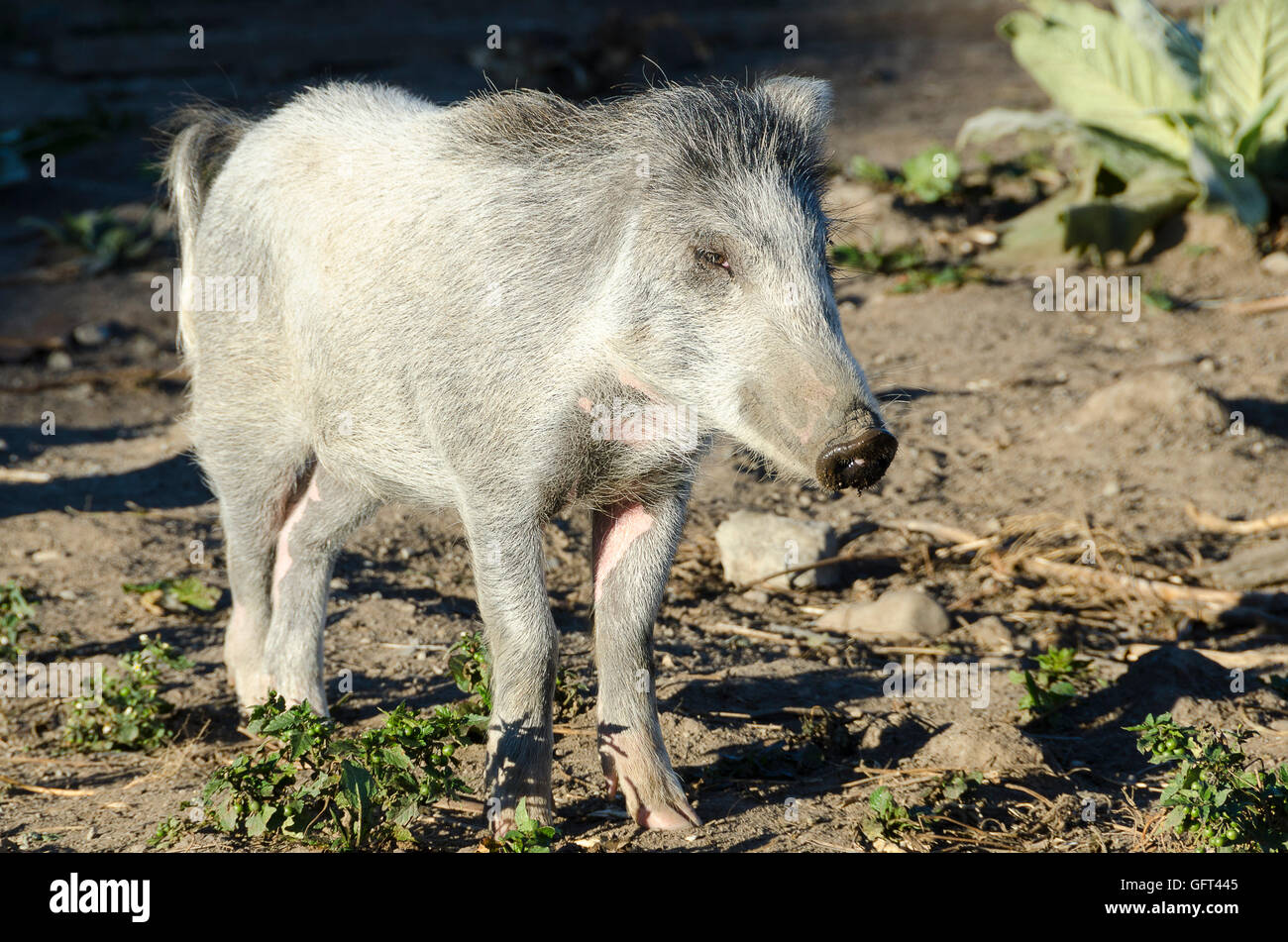 Captain Cooker Pig at Hinakura Station, Wairarapa, North Island, New ...