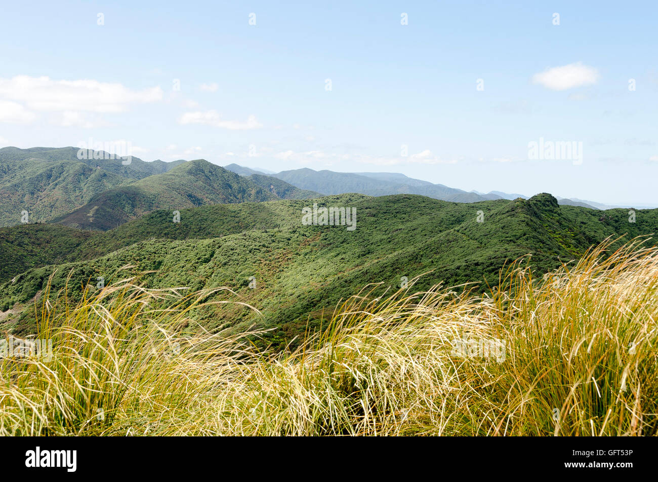 Bush covered mountain ranges, Whariki, Ruahines, near Woodville, North ...