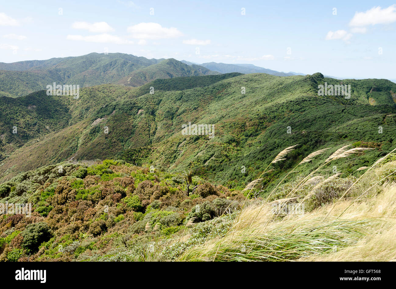 Bush covered mountain ranges, Whariki, Ruahines, near Woodville, North ...